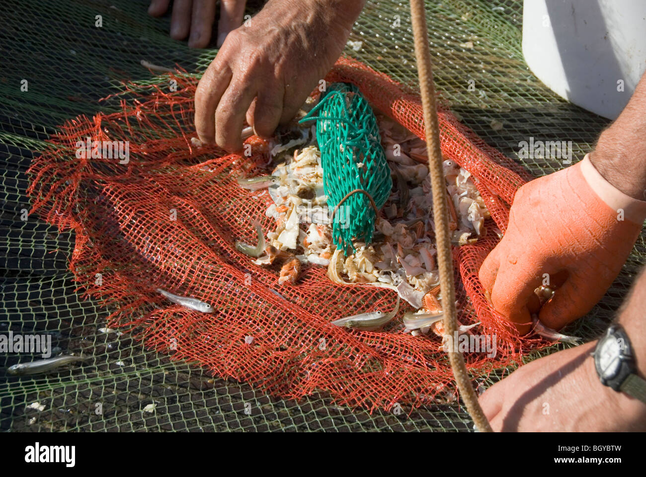 Collecting fish hi-res stock photography and images - Alamy