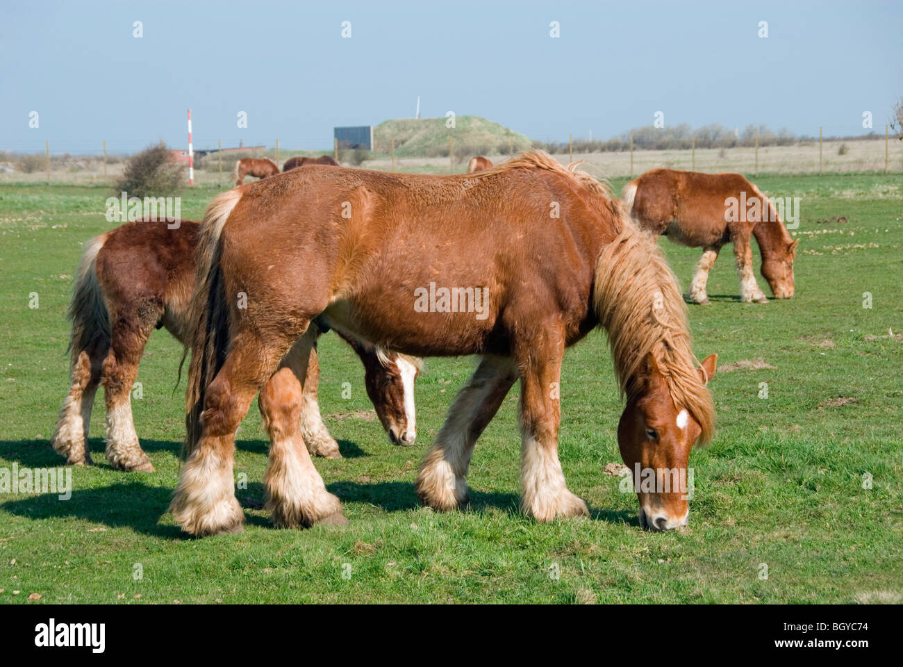 German hordes hi-res stock photography and images - Alamy