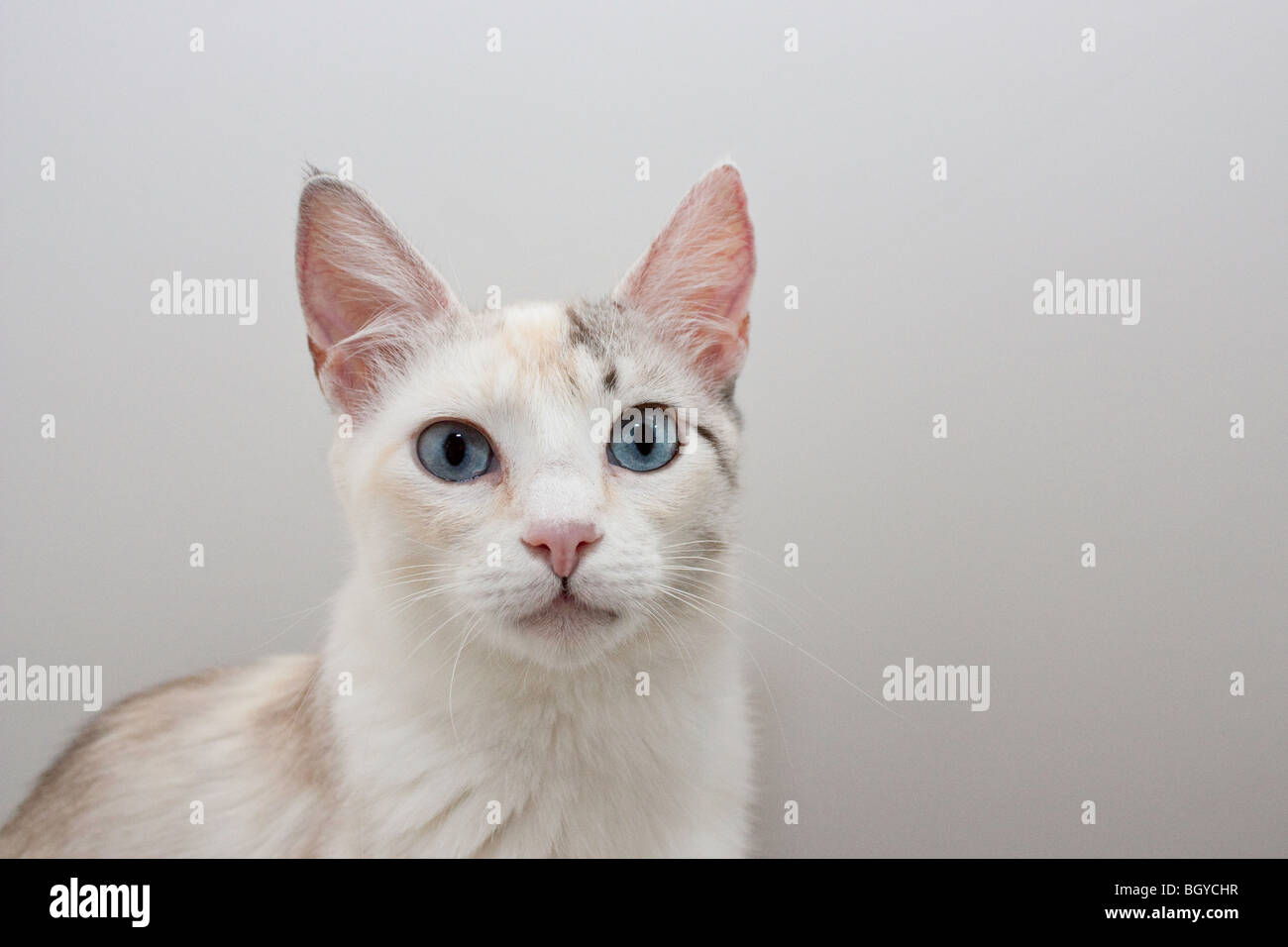 Child siamese cat hi-res stock photography and images - Alamy