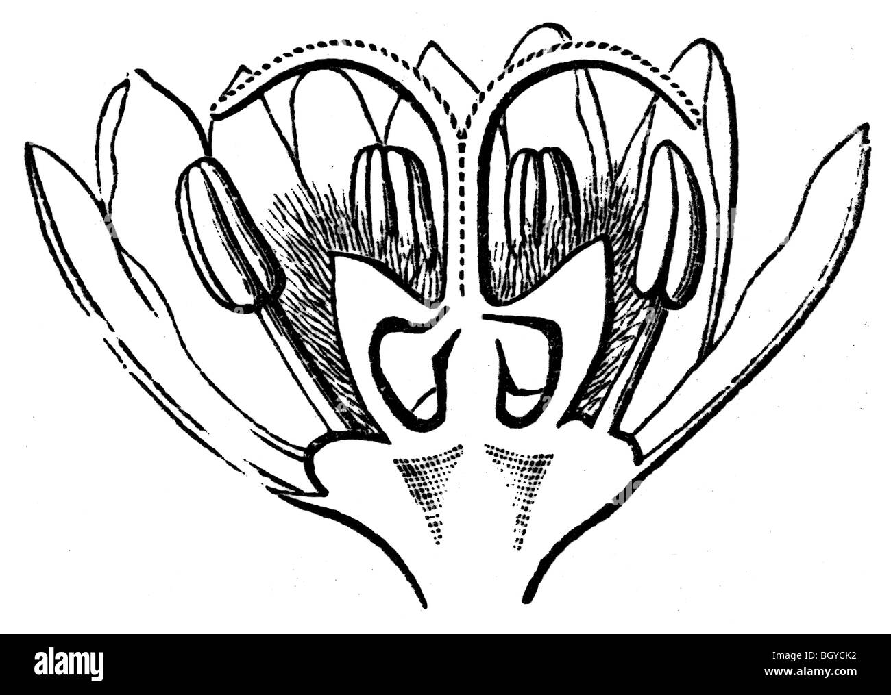 Stipules hi-res stock photography and images - Alamy