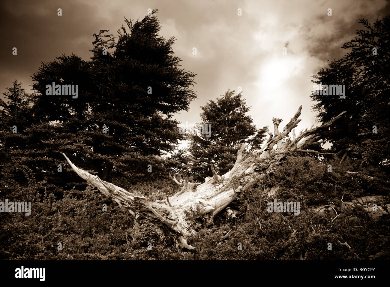 Lenga tree hi-res stock photography and images - Alamy