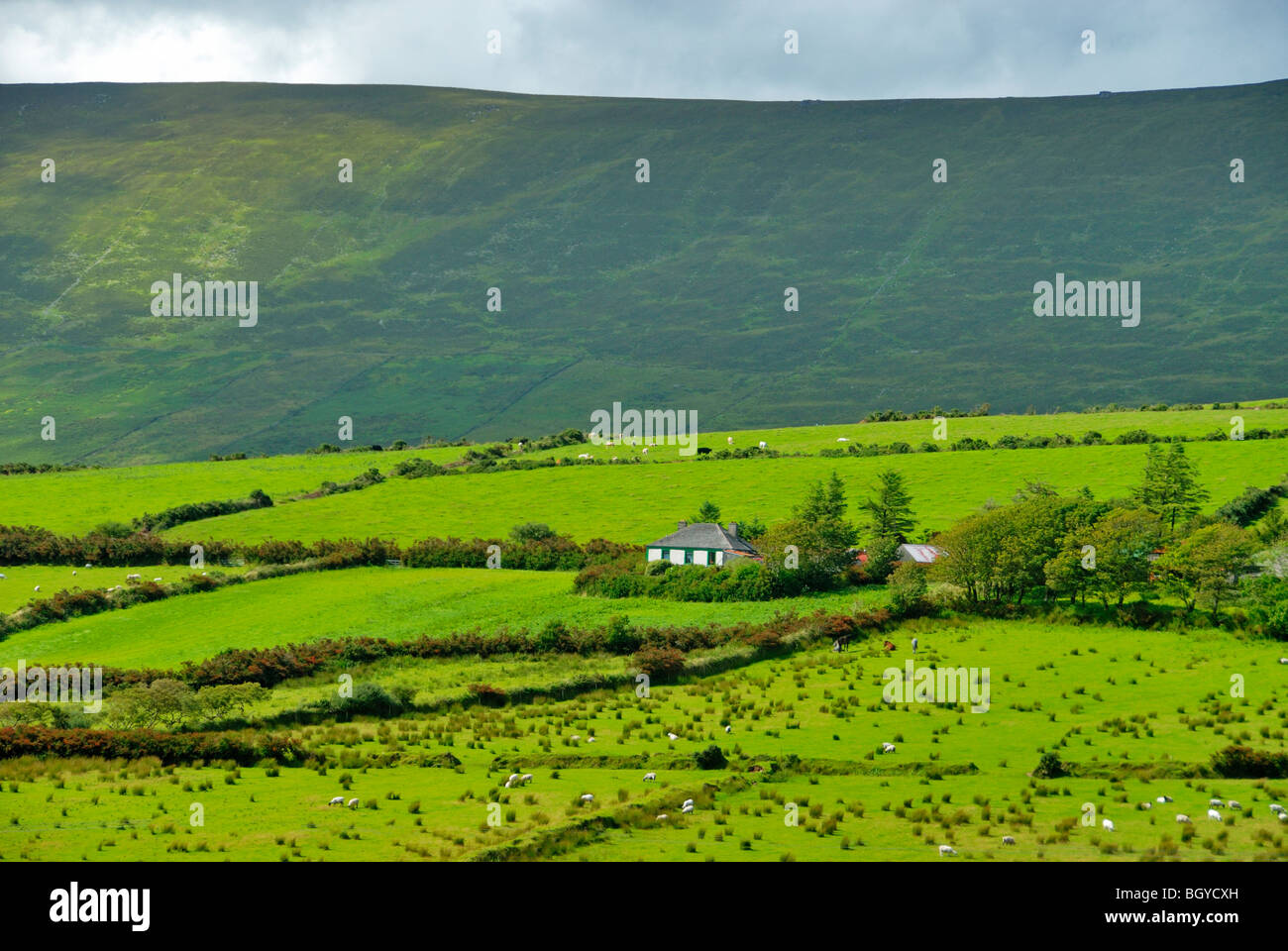 Green pastures of Ireland Stock Photo - Alamy