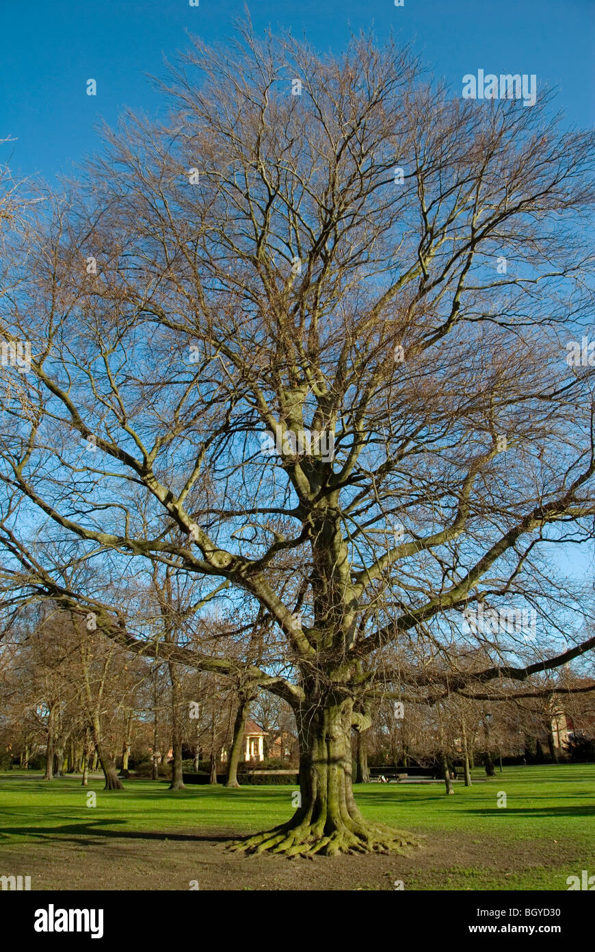 Beech city hi-res stock photography and images - Alamy