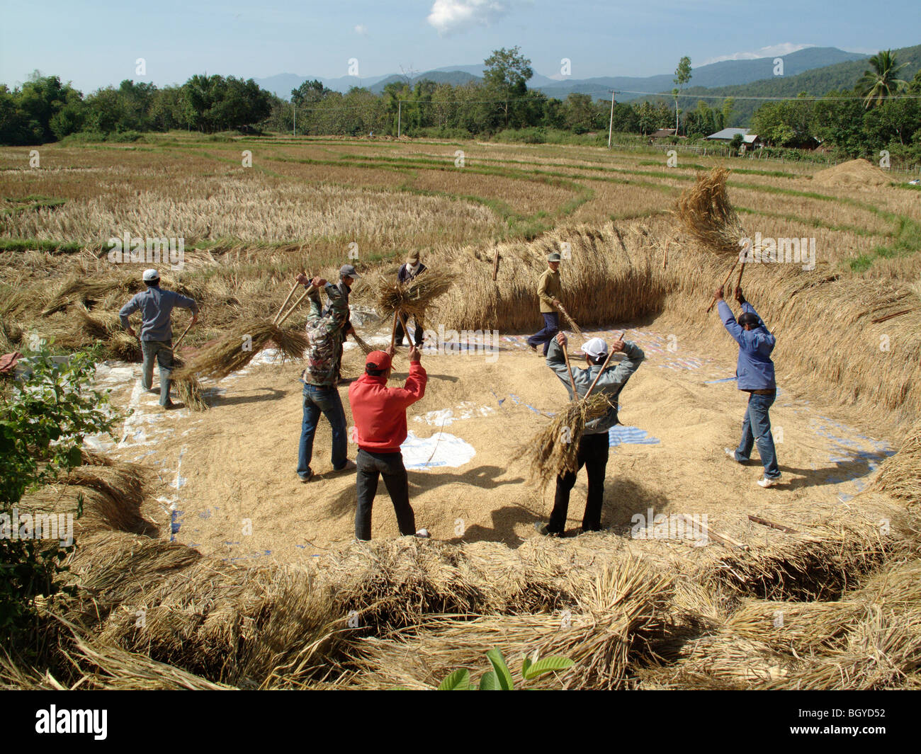 Corn field workers hi-res stock photography and images - Alamy