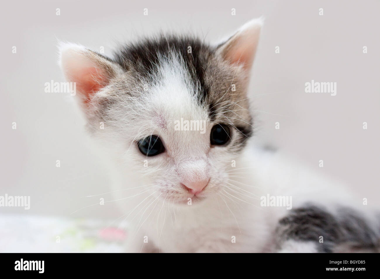 Playful kitten hi-res stock photography and images - Alamy