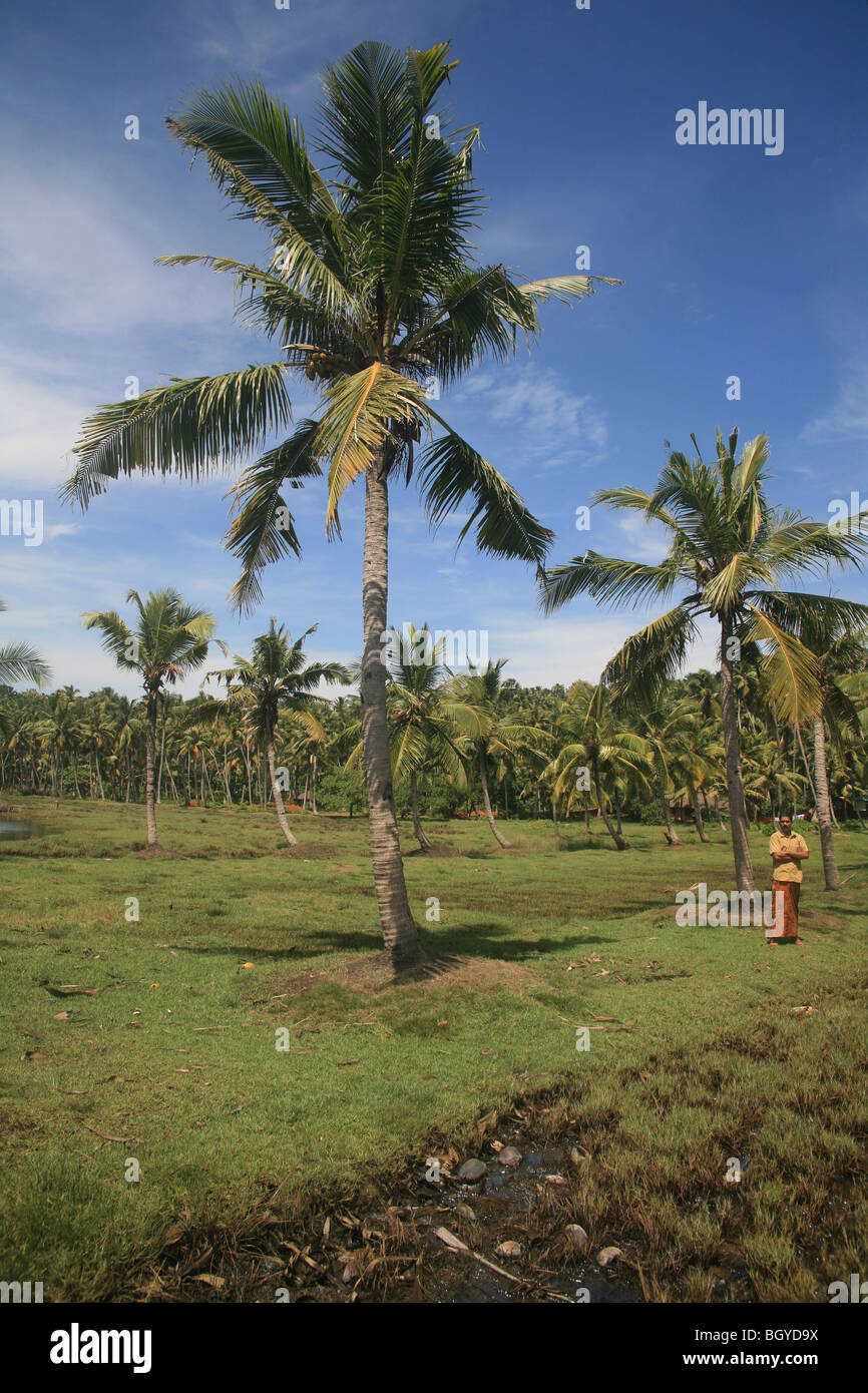 Palm trees Ponnumthuruthu island, Kerala, India Stock Photo - Alamy