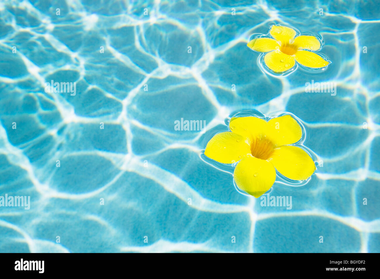 Plant floating in swimming pool blue hi-res stock photography and ...