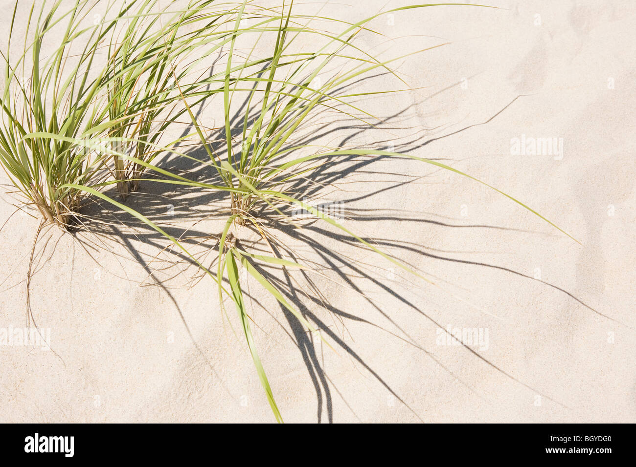 Grass growing in the sand Stock Photo - Alamy