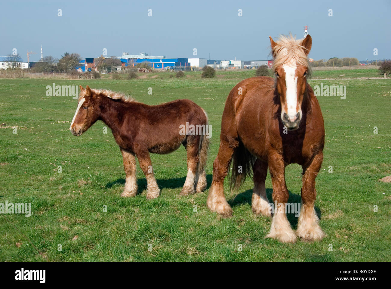 German hordes hi-res stock photography and images - Alamy