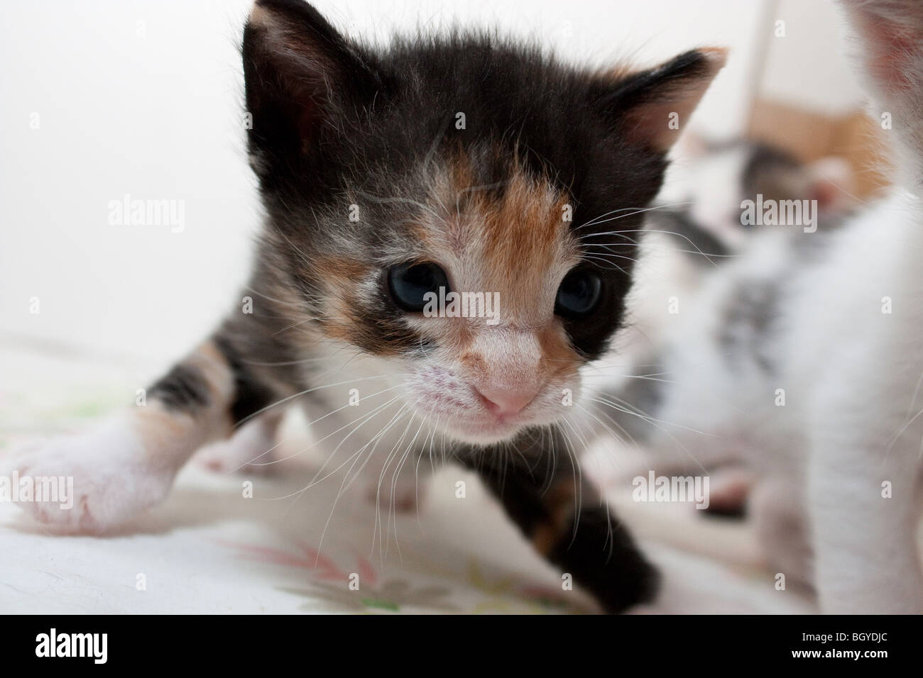 Calico cat black white ginger hi-res stock photography and images - Alamy