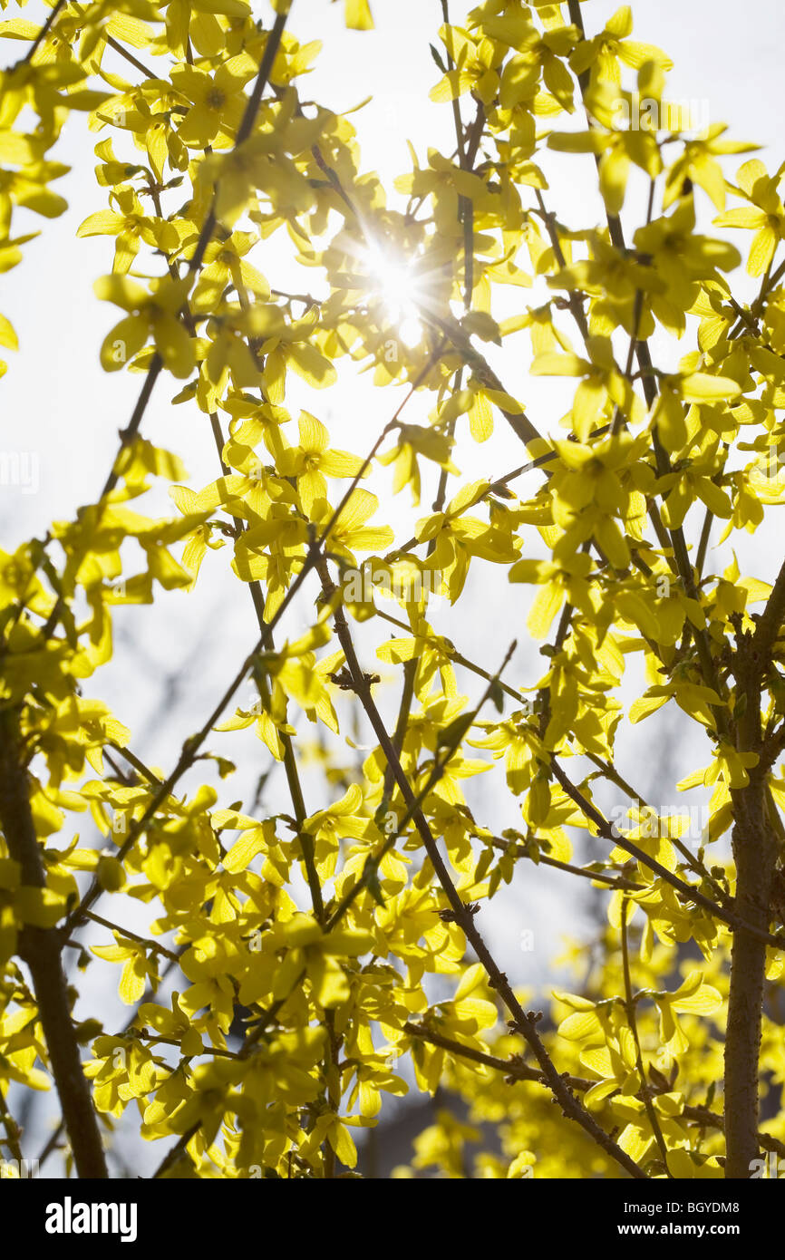 Yellow flares hi-res stock photography and images - Alamy