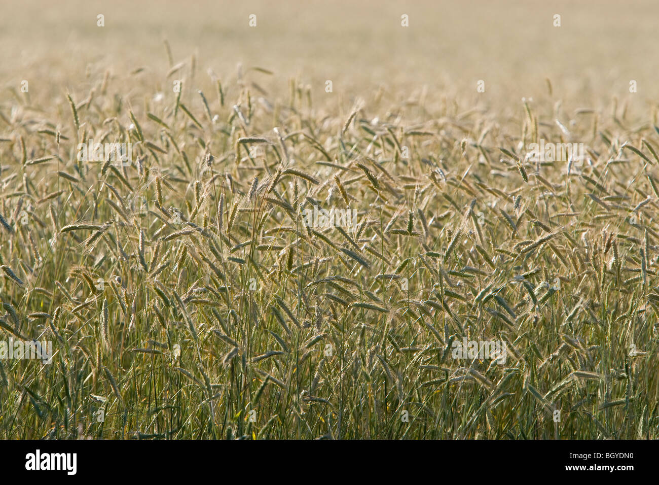 The grain and make it plentiful and grain hi-res stock photography and images - Alamy