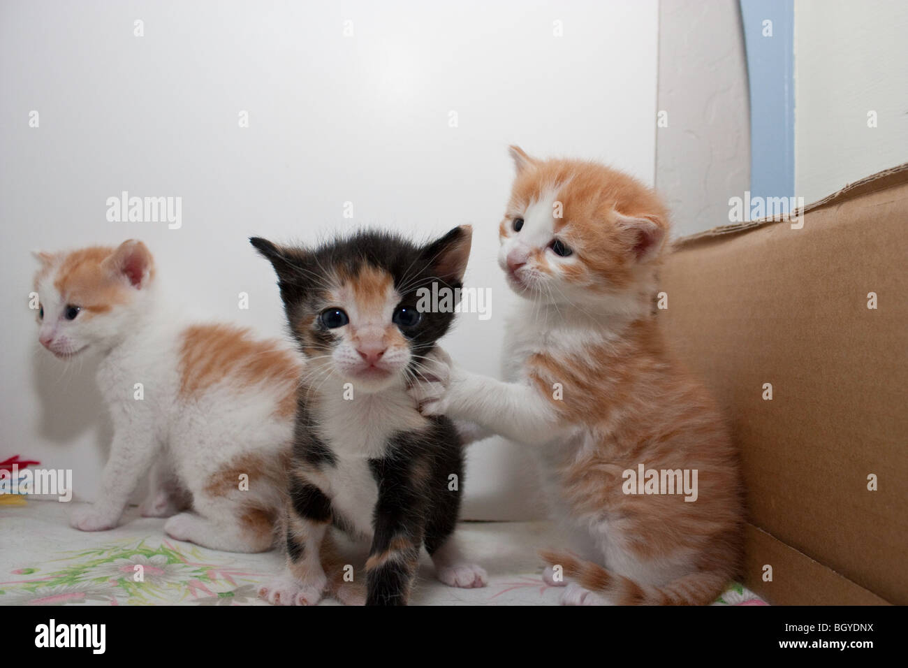 Playful kitten hi-res stock photography and images - Alamy