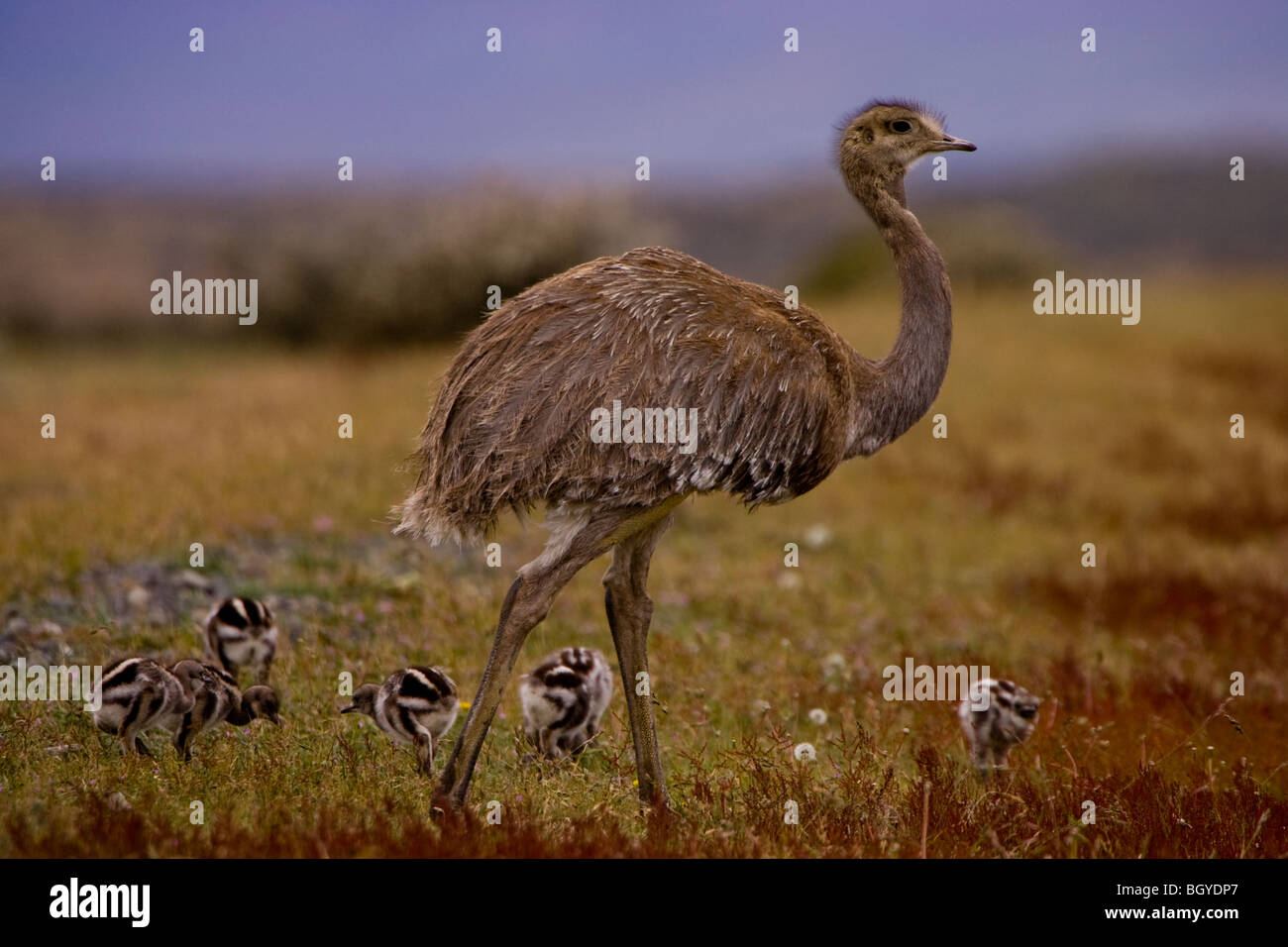 Lesser Rhea with young chicks Stock Photo - Alamy