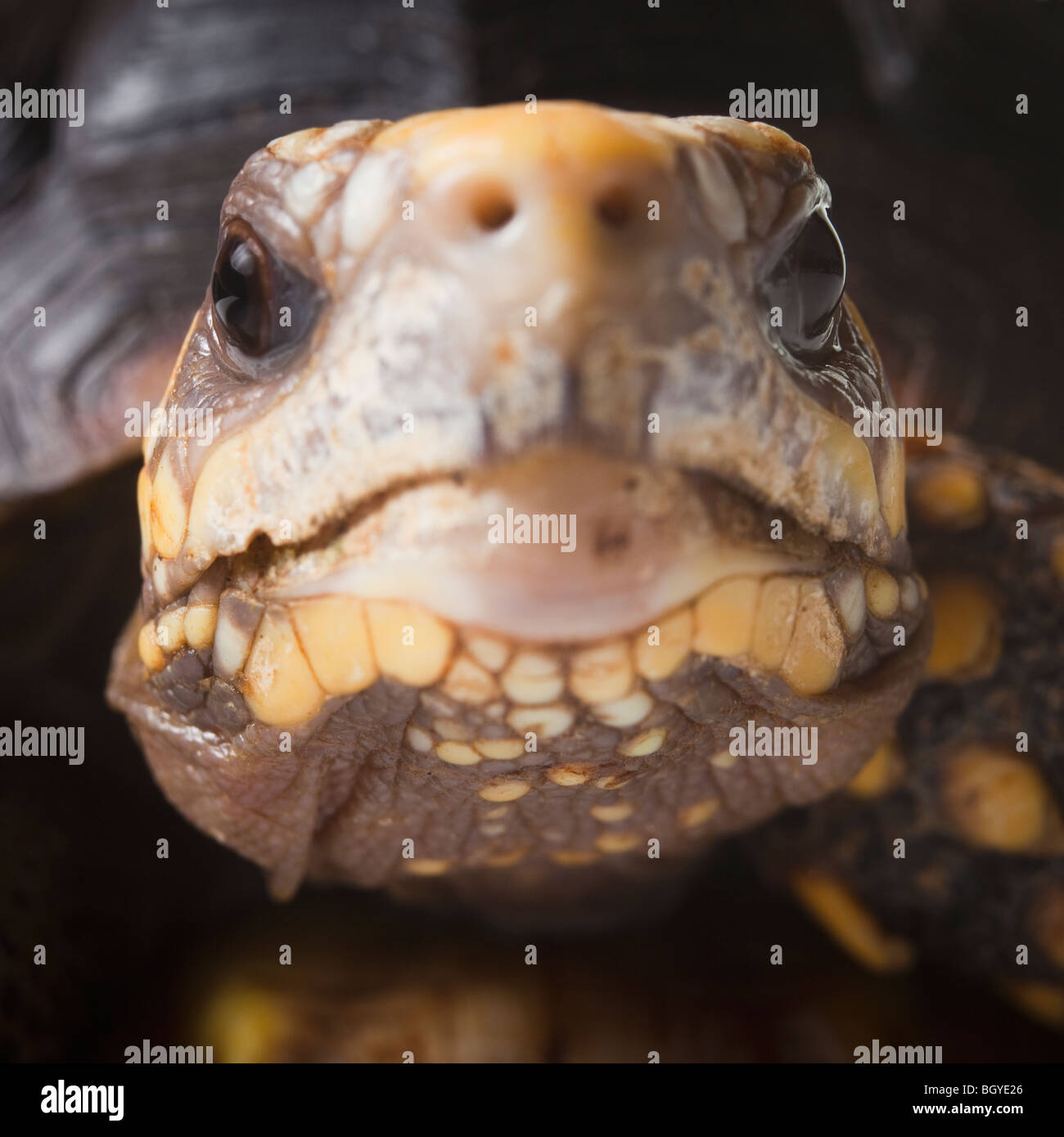 Turtle square hi-res stock photography and images - Alamy