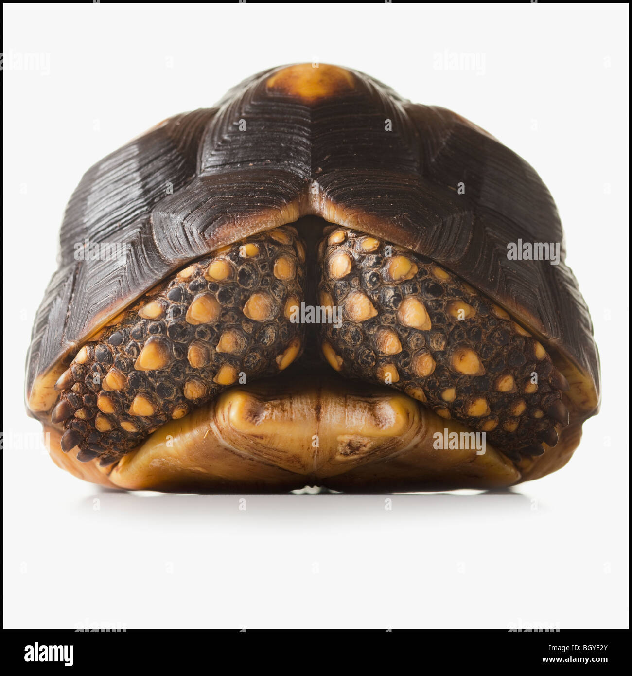 Timid creatures hi-res stock photography and images - Alamy