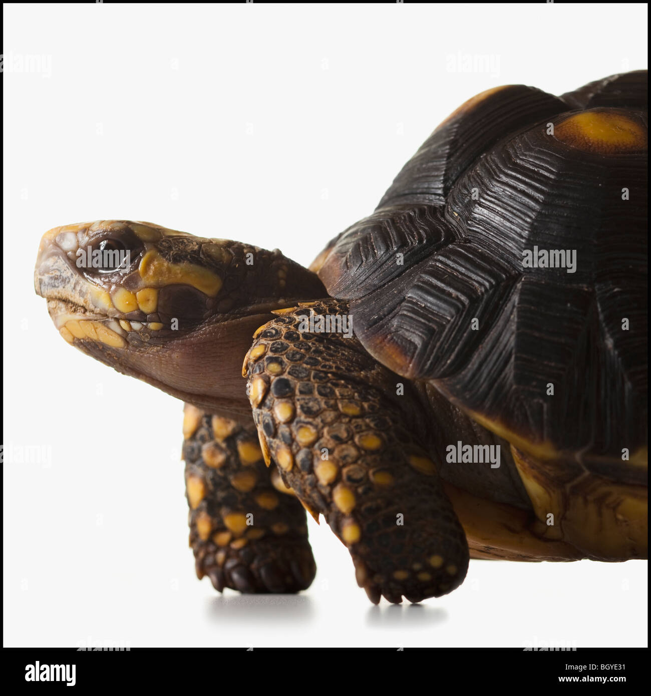 Slow turtle hi-res stock photography and images - Alamy