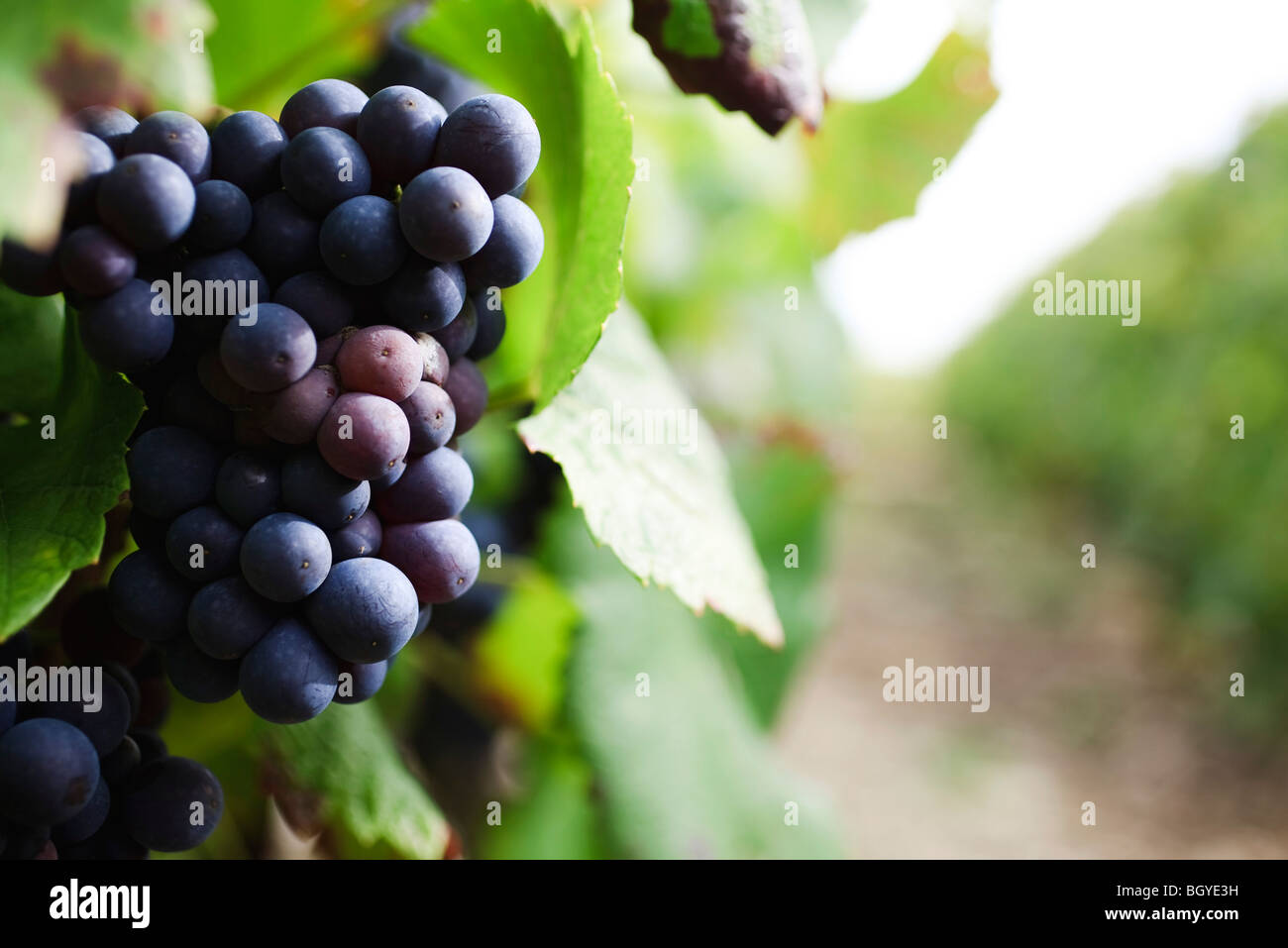 Close up ripening bunch grapes hi-res stock photography and images - Alamy