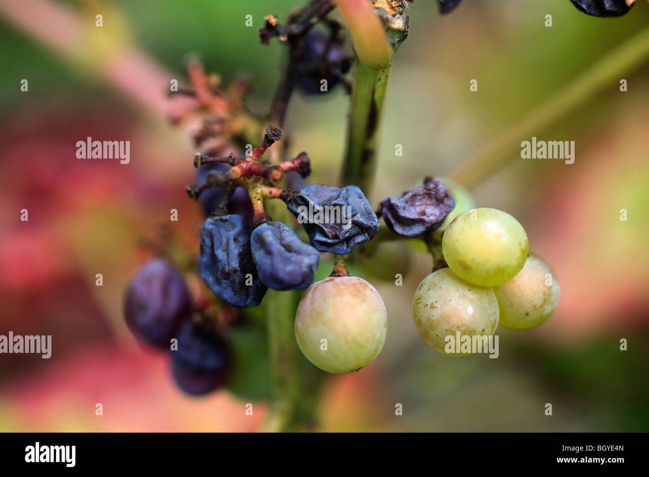 Grapes for drying hi-res stock photography and images - Alamy