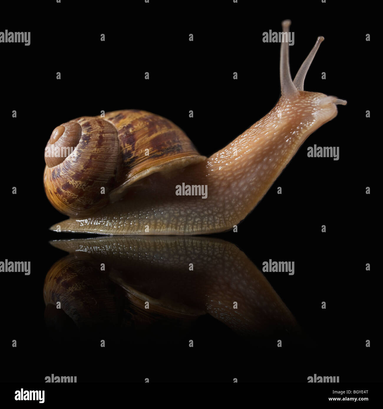 Snail and reflection Stock Photo - Alamy