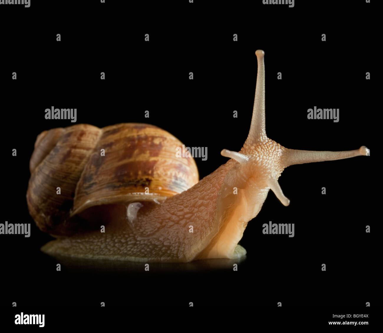 Snail close ups hi-res stock photography and images - Alamy