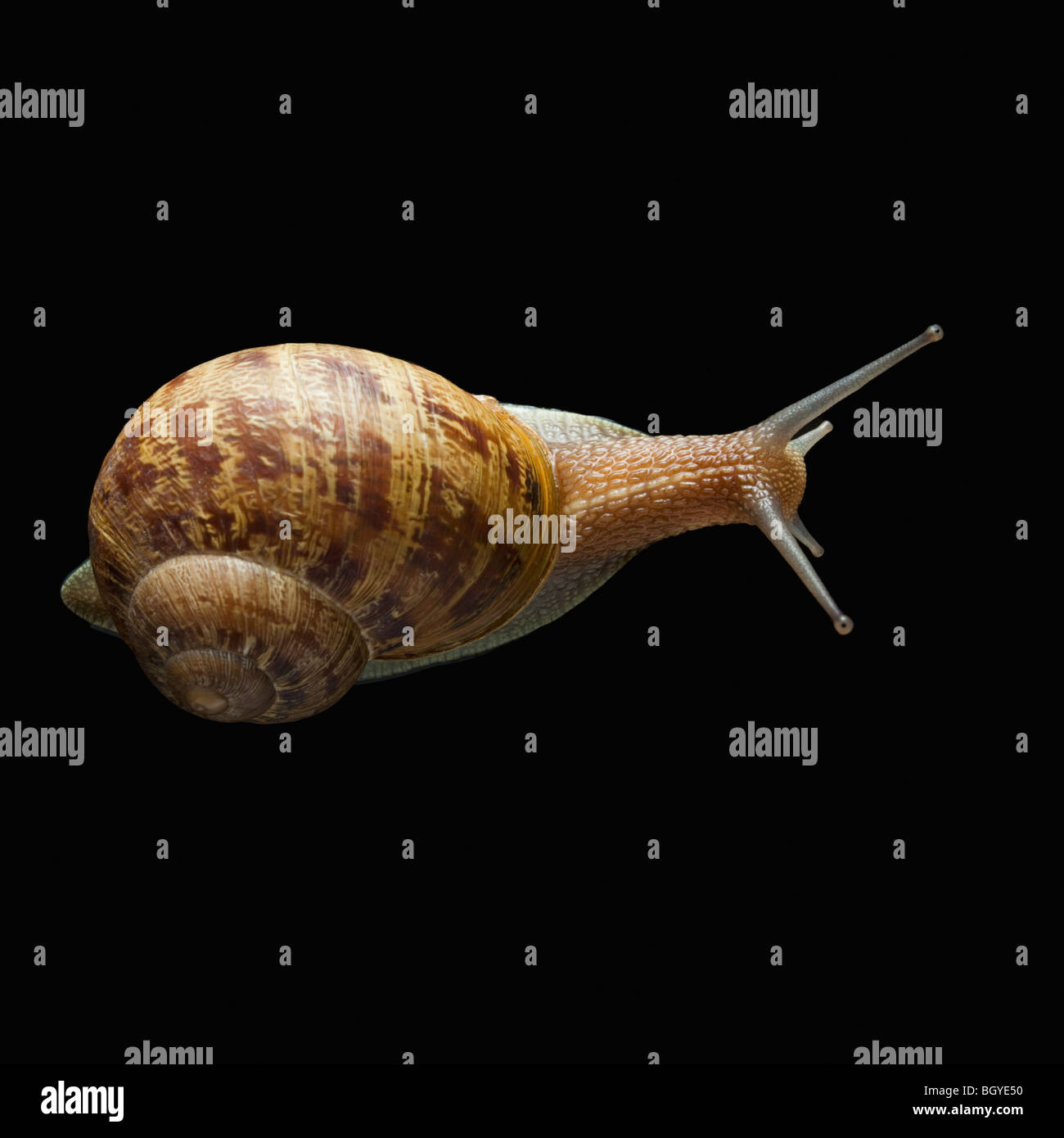 Snail with head out of shell Stock Photo - Alamy