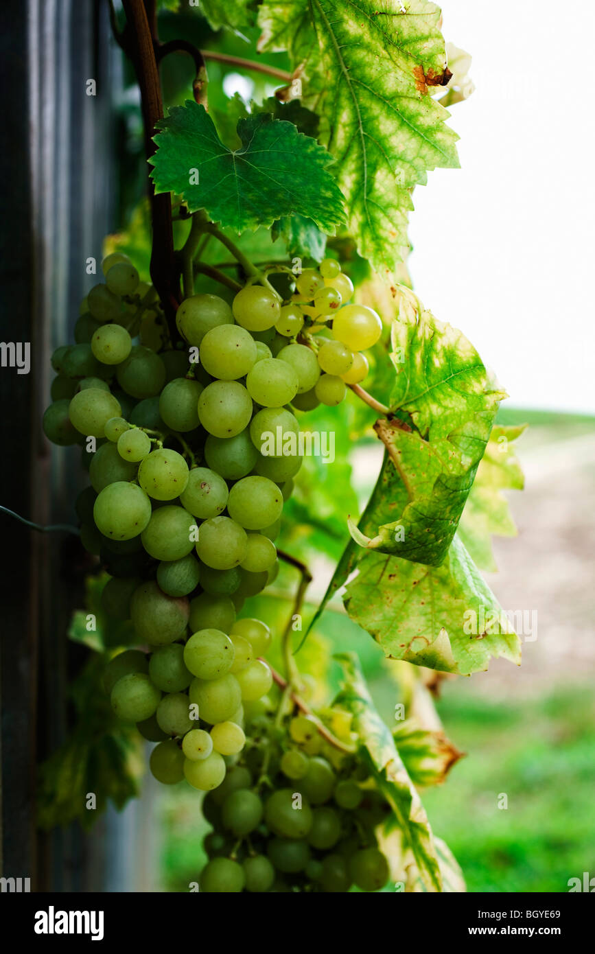 White grapes ripening on vine Stock Photo - Alamy