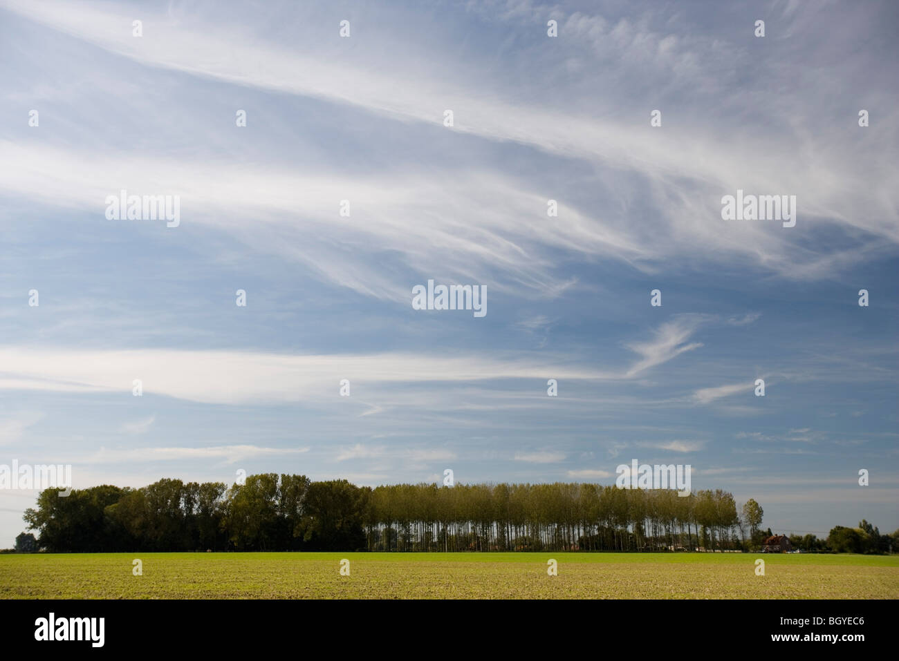 Agricultural field, trees in distance Stock Photo - Alamy