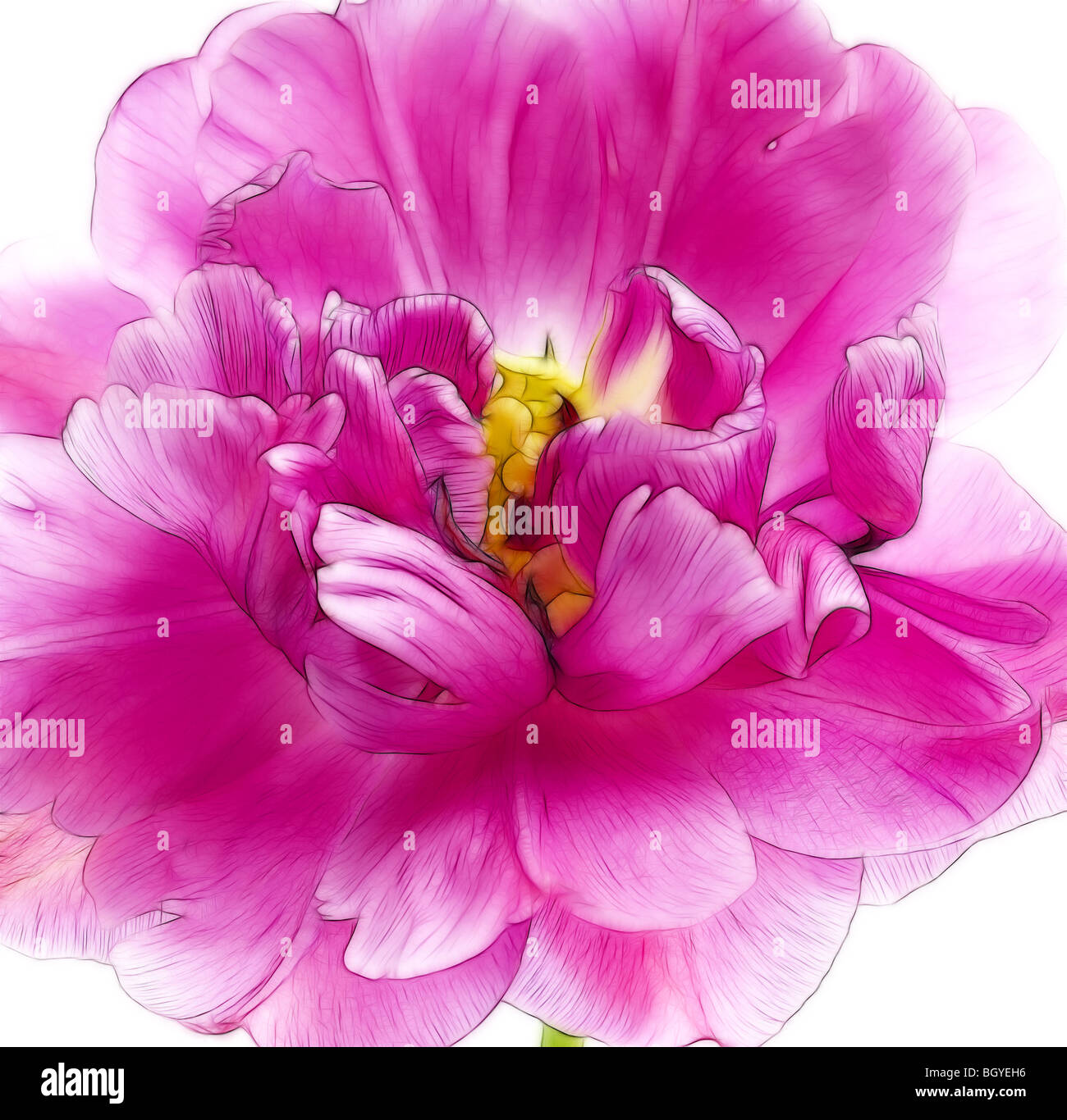 Frilled Tulip High Resolution Stock Photography and Images - Alamy