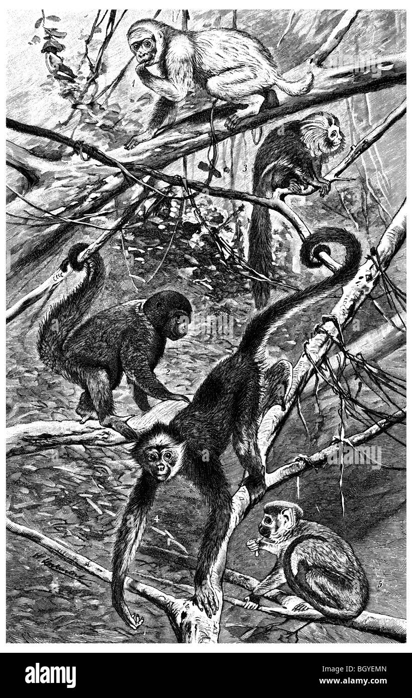 Apes primates monkeys Black and White Stock Photos & Images - Alamy