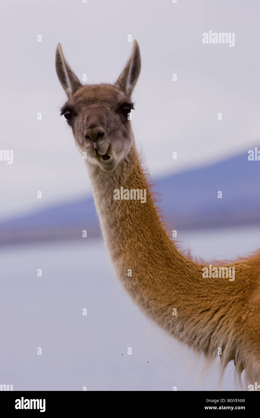 Portrait of chewing Lama Stock Photo - Alamy