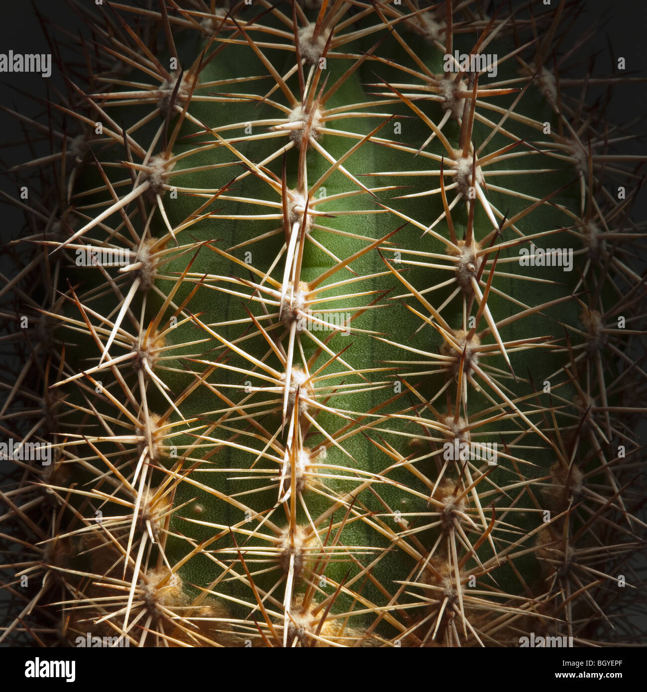 Prickly thorns on cactus Stock Photo - Alamy
