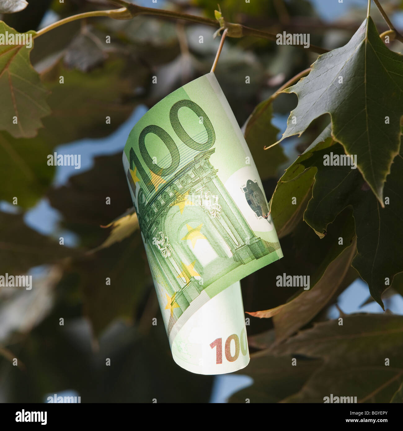European currency growing on tree Stock Photo - Alamy