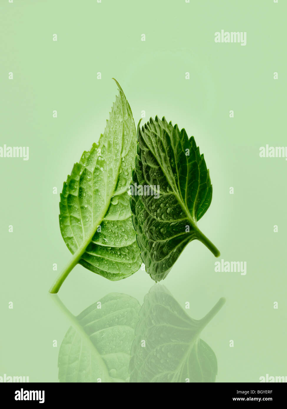 Two text leaves hi-res stock photography and images - Alamy