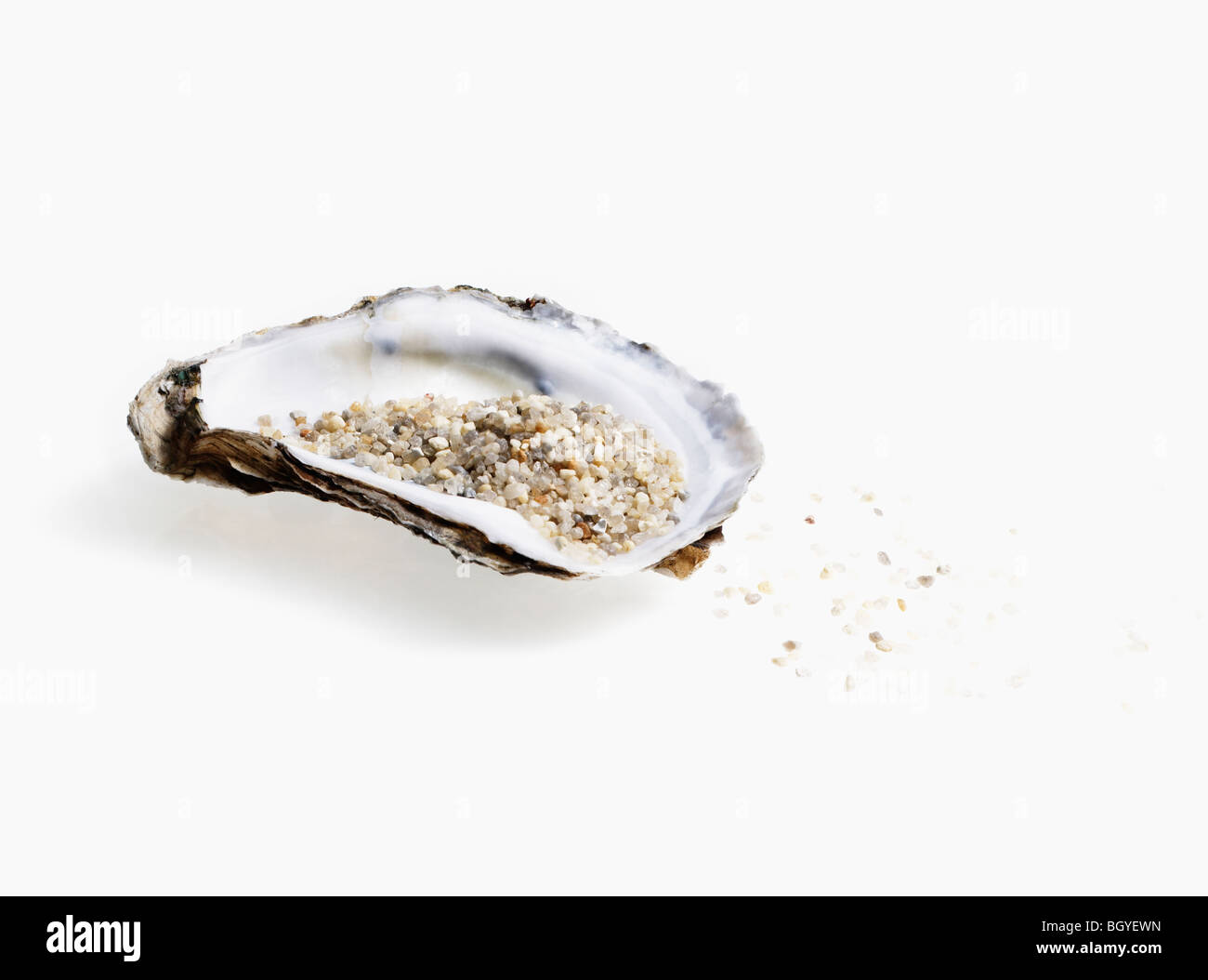 How to open an oyster hi-res stock photography and images - Alamy