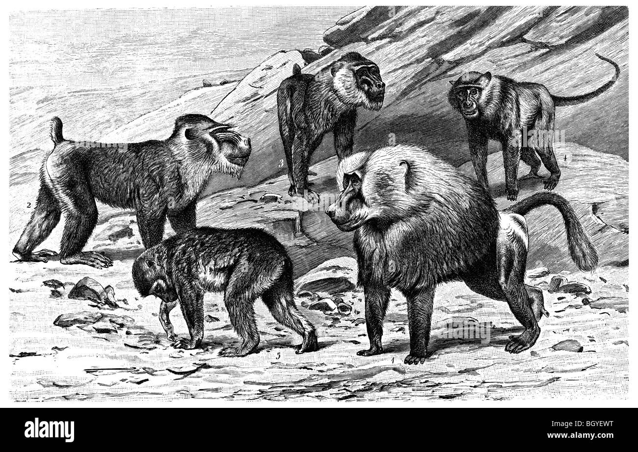 Group of 5 big primates monkeys Stock Photo - Alamy