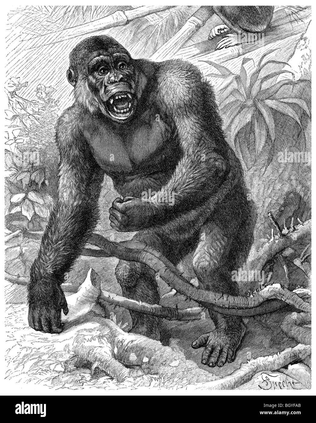 Gorilla drawings hi-res stock photography and images - Alamy