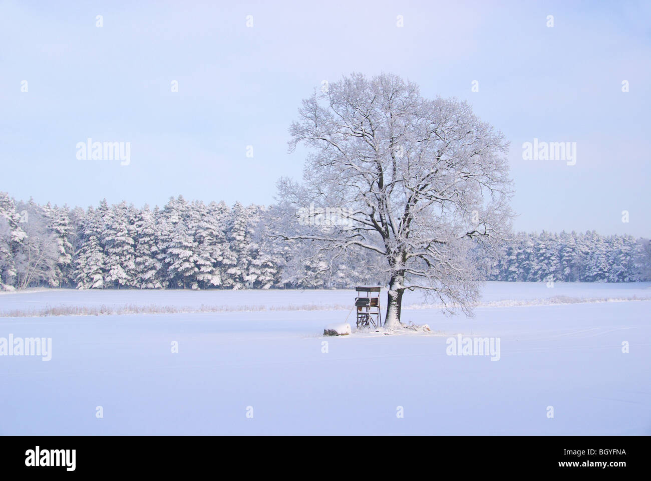 Baum im Winter - tree in winter 03 Stock Photo - Alamy