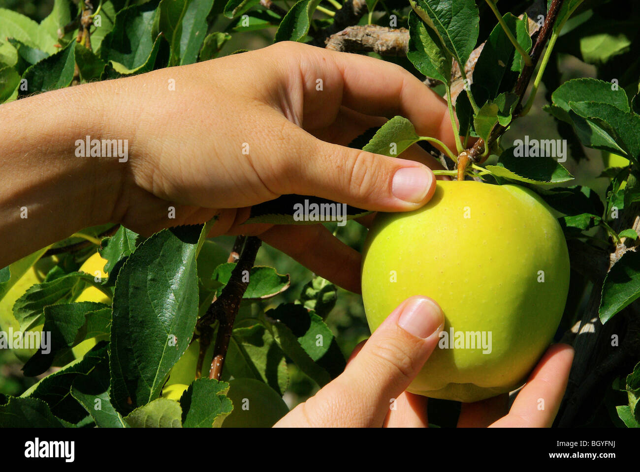 Fruit harvest apple plantation hi-res stock photography and images - Alamy