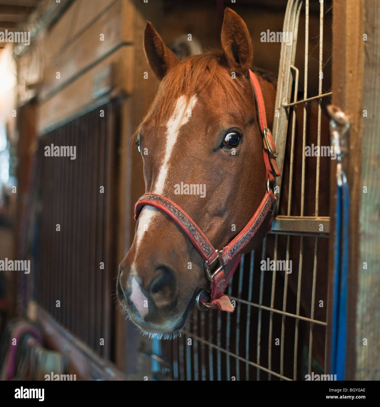 Horse barns hi-res stock photography and images - Alamy