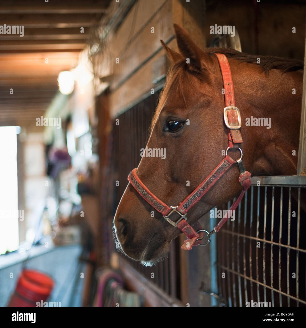 Horse in stall Stock Photo - Alamy