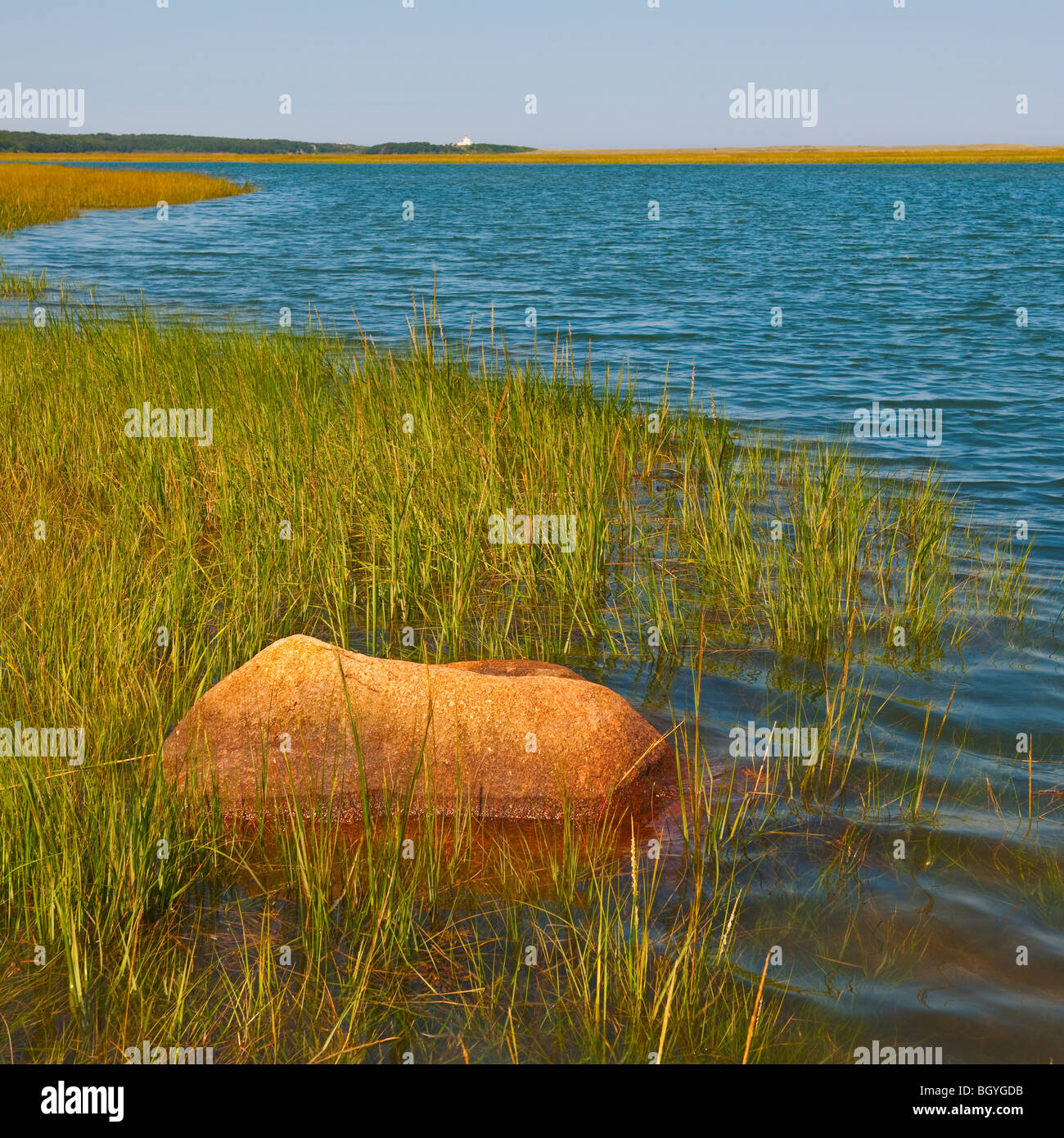 Marsh reeds hi-res stock photography and images - Alamy