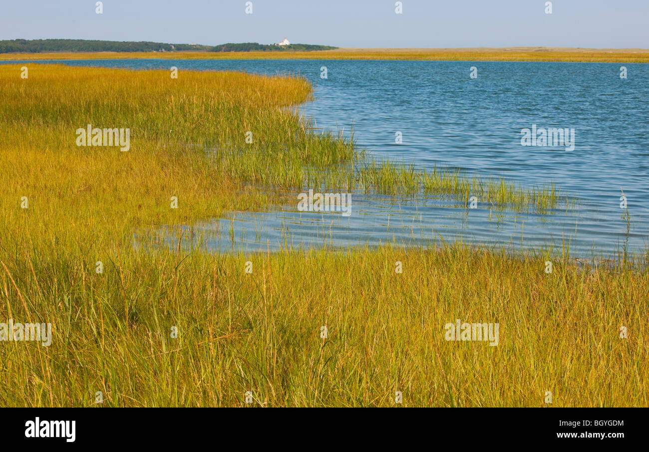 Water weeds hi-res stock photography and images - Alamy