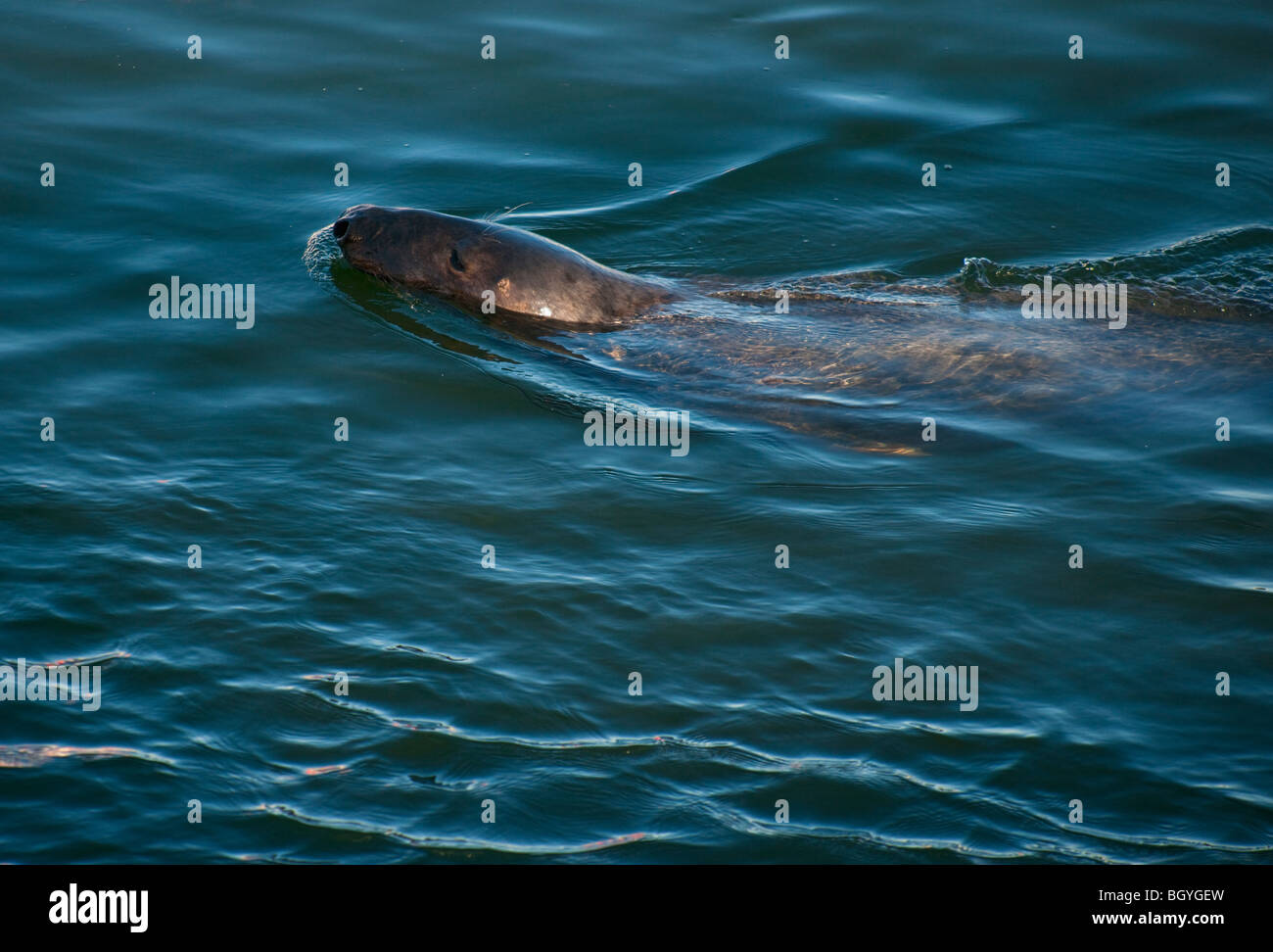 Chatham seal hi-res stock photography and images - Alamy