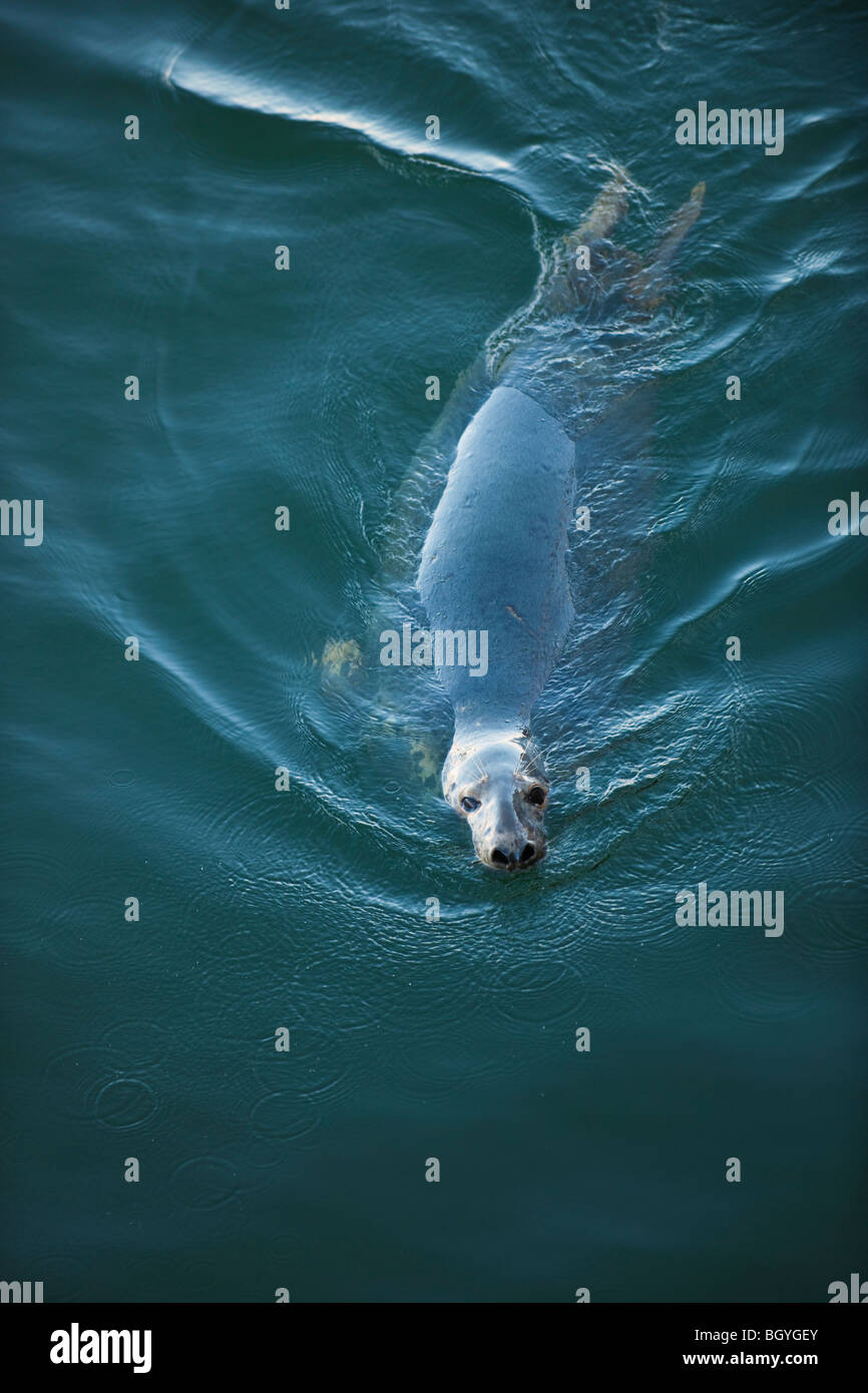 Chatham seal hi-res stock photography and images - Alamy