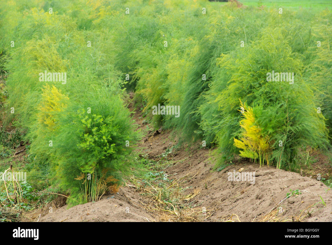 Asparagus growing hi-res stock photography and images - Alamy