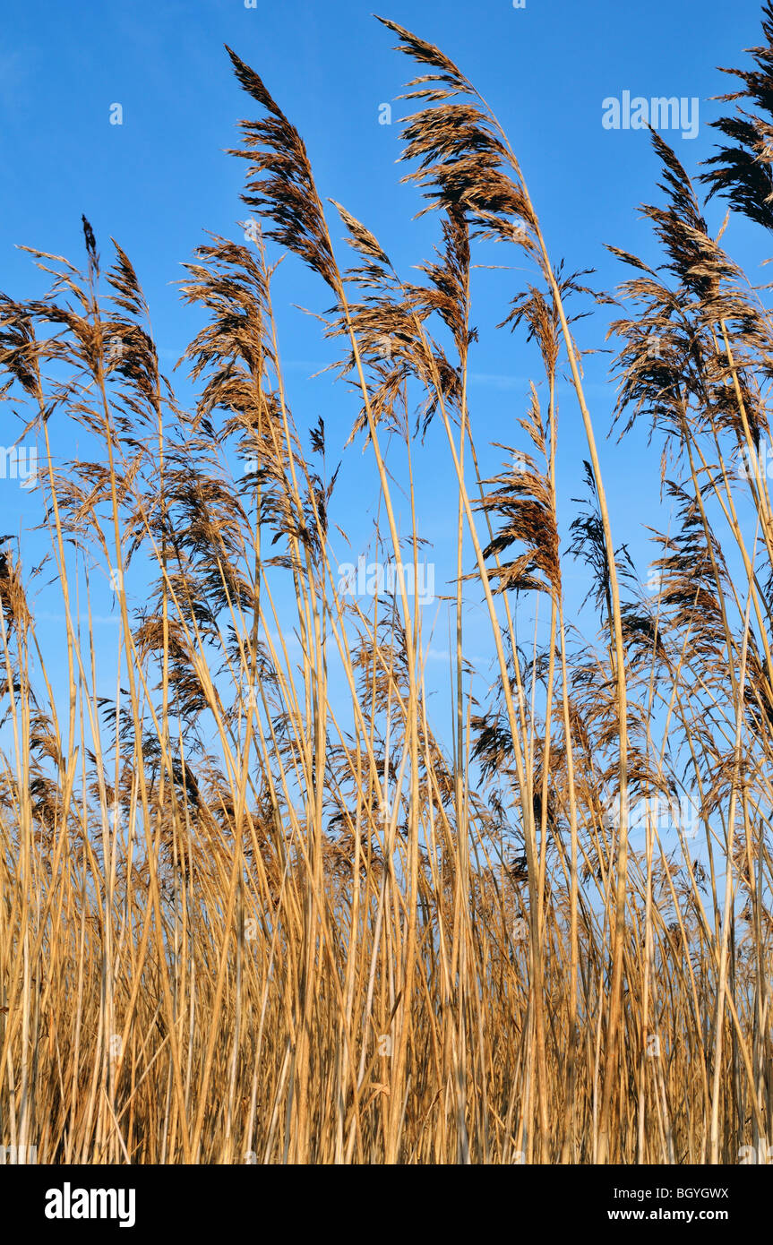 Common rushes hi-res stock photography and images - Alamy
