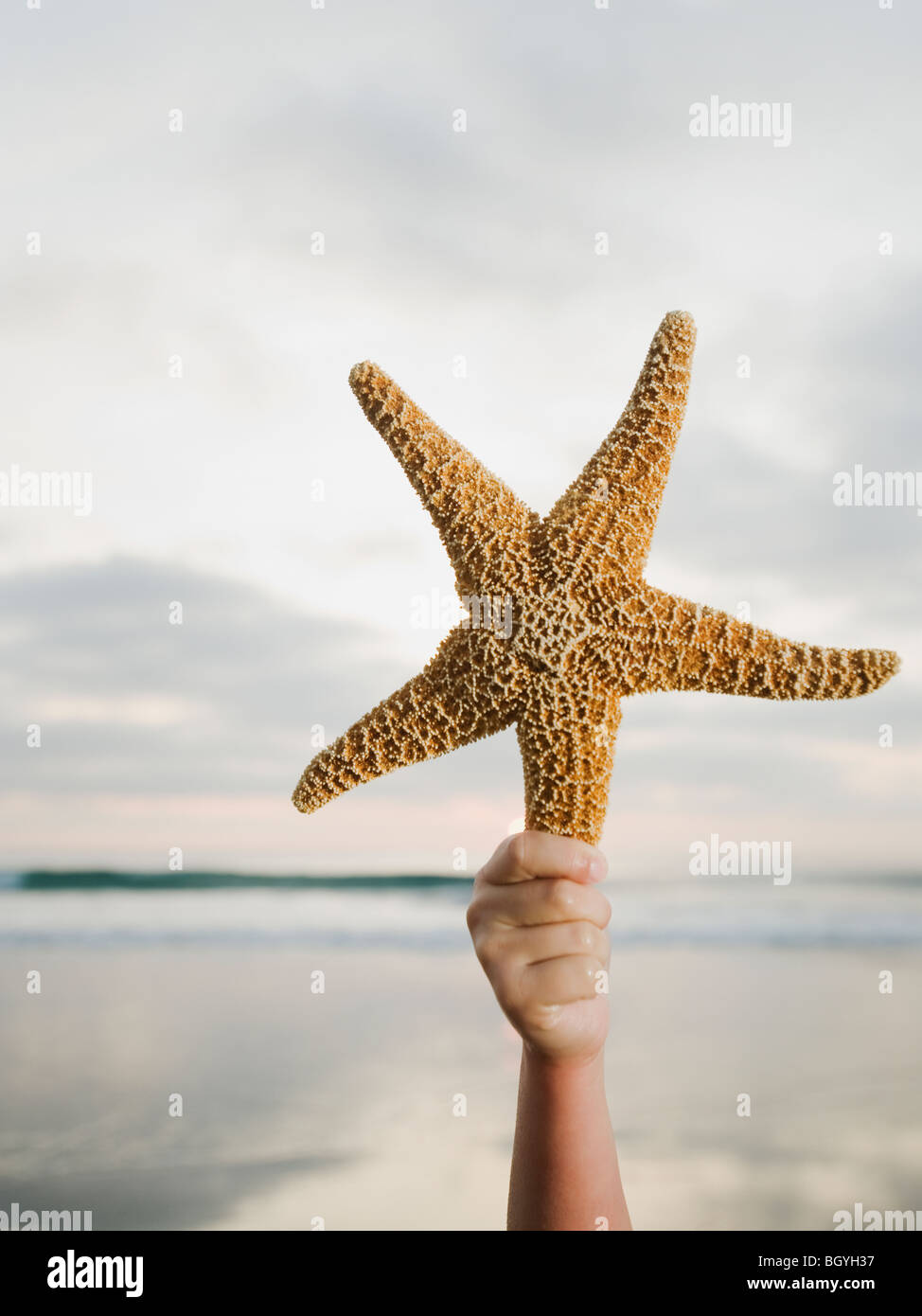 Hold starfishes hi-res stock photography and images - Alamy