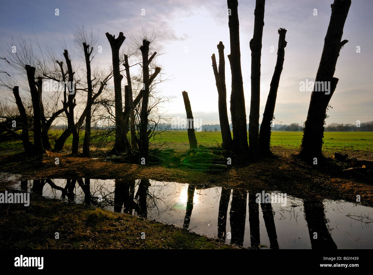 Silhouette of pollarded trees Stock Photo - Alamy