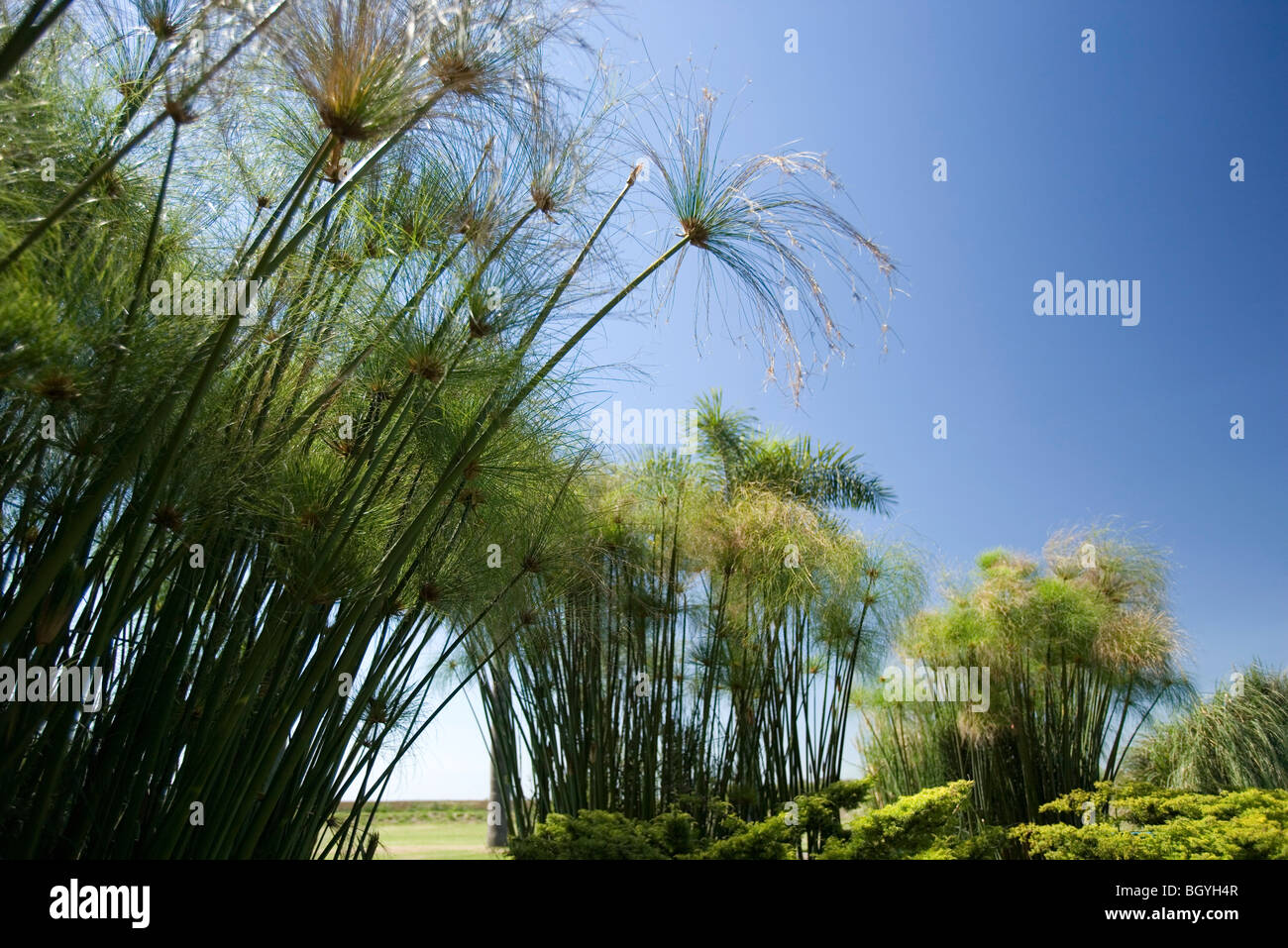 Papyruses hi-res stock photography and images - Alamy